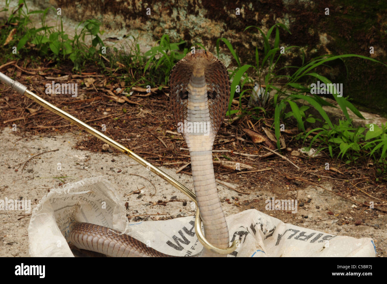 Indian cobra hi-res stock photography and images - Alamy