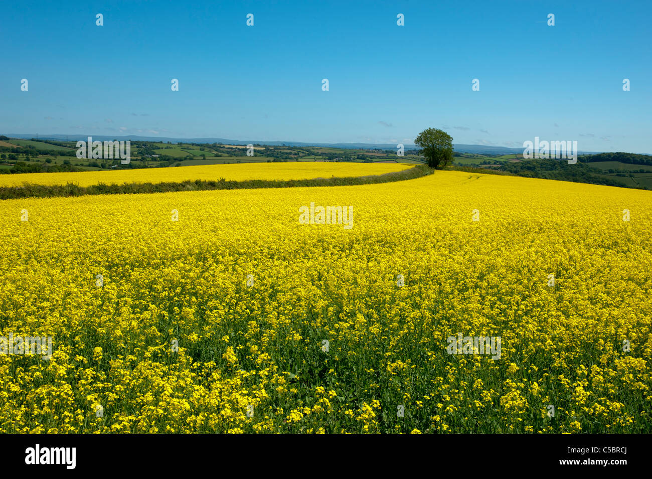 A view of a field of in flower Spring Oilseed Rape with large Cornish ...