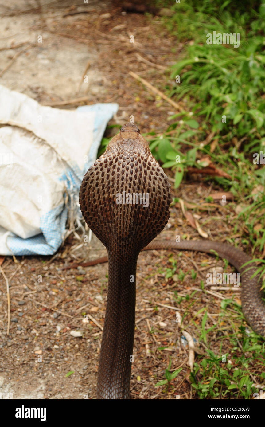 indian cobra Stock Photo - Alamy