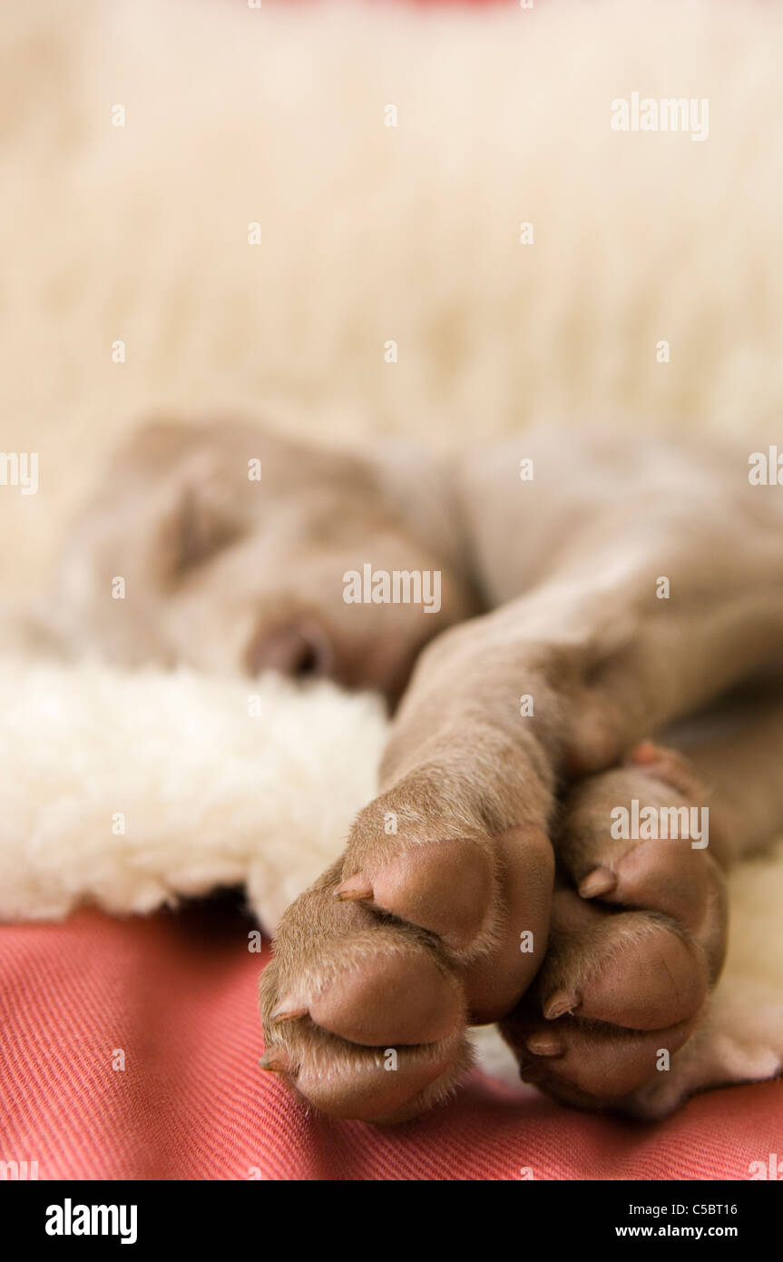 Detail of a dog hi-res stock photography and images - Alamy