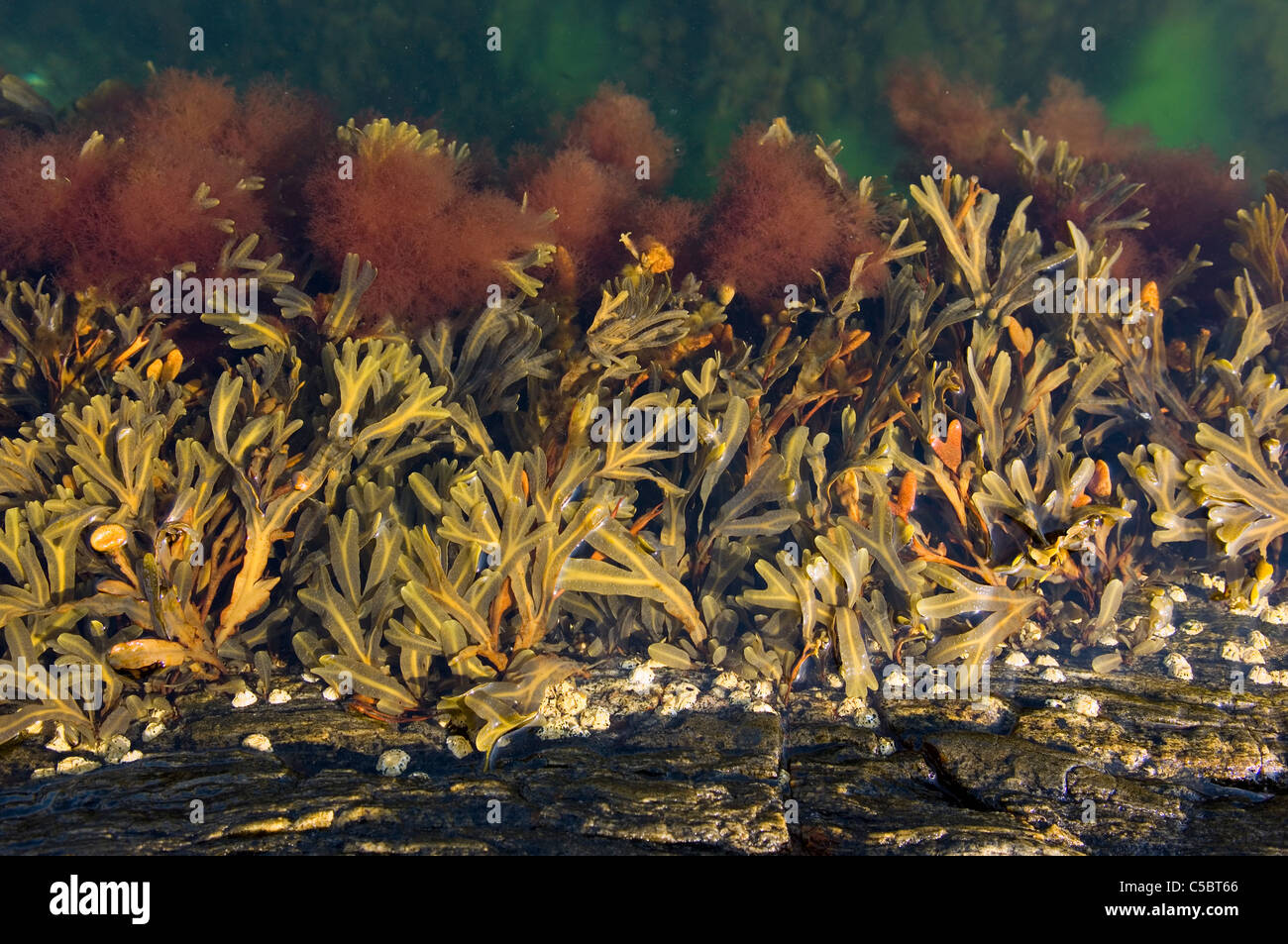 Kelp underwater close up hi-res stock photography and images - Alamy