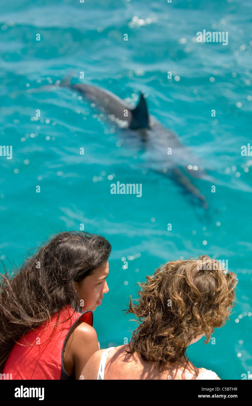 Dolphin Profile High Resolution Stock Photography and Images - Alamy