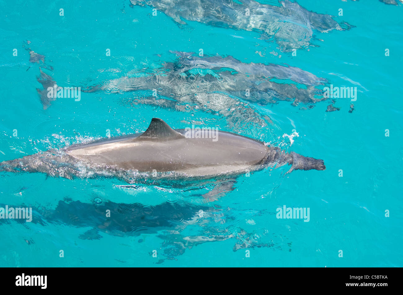 Under the water surface hi-res stock photography and images - Alamy