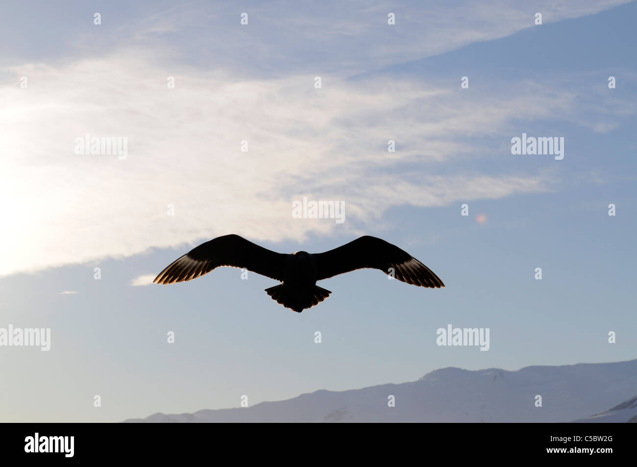Antartic skua hi-res stock photography and images - Alamy