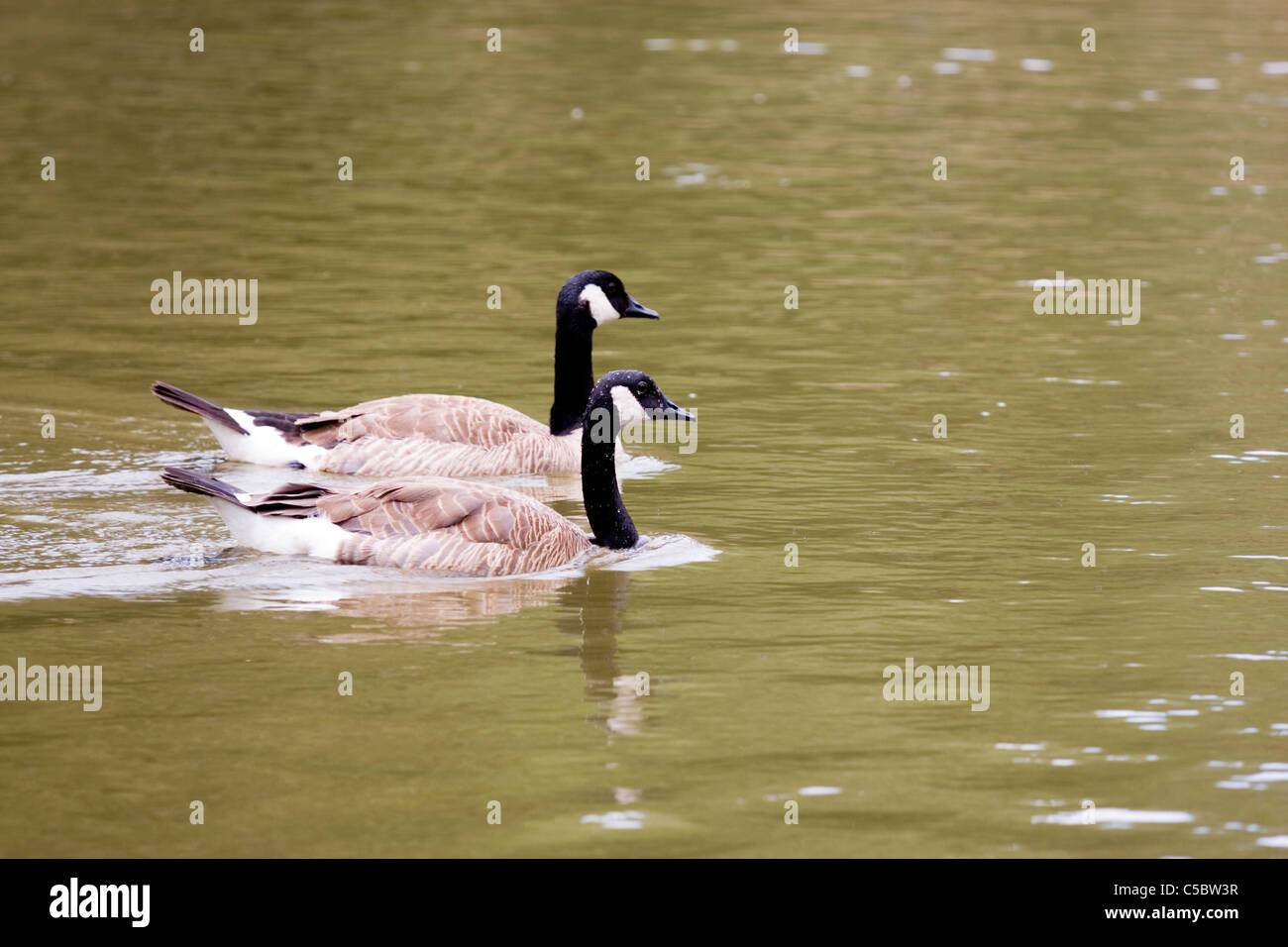 Canada geese enjoying the water and sun on a beautiful Colorado morning ...