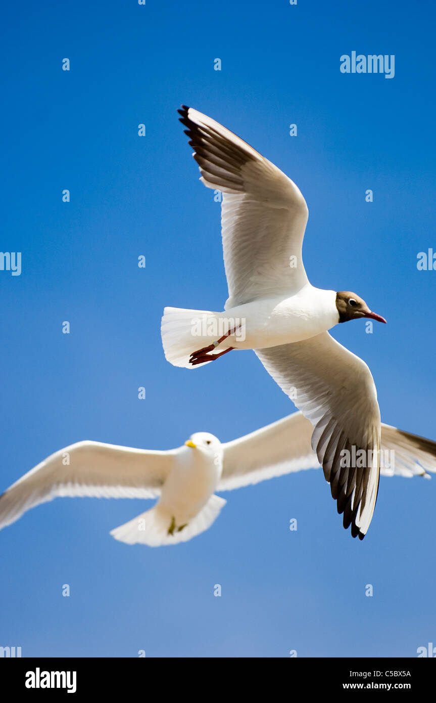 Two birds flying hi-res stock photography and images - Alamy