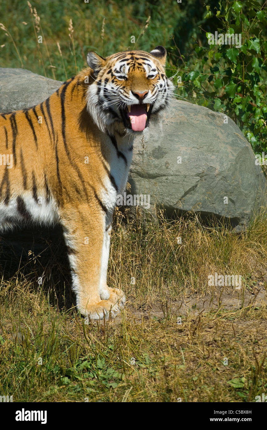Side view siberian tiger yawning hi-res stock photography and images ...
