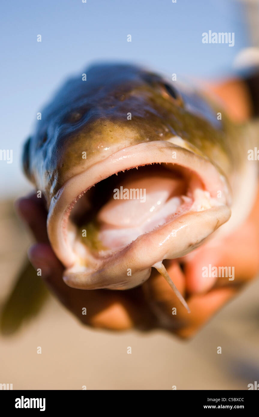 Gadus open your mouth hi-res stock photography and images - Alamy