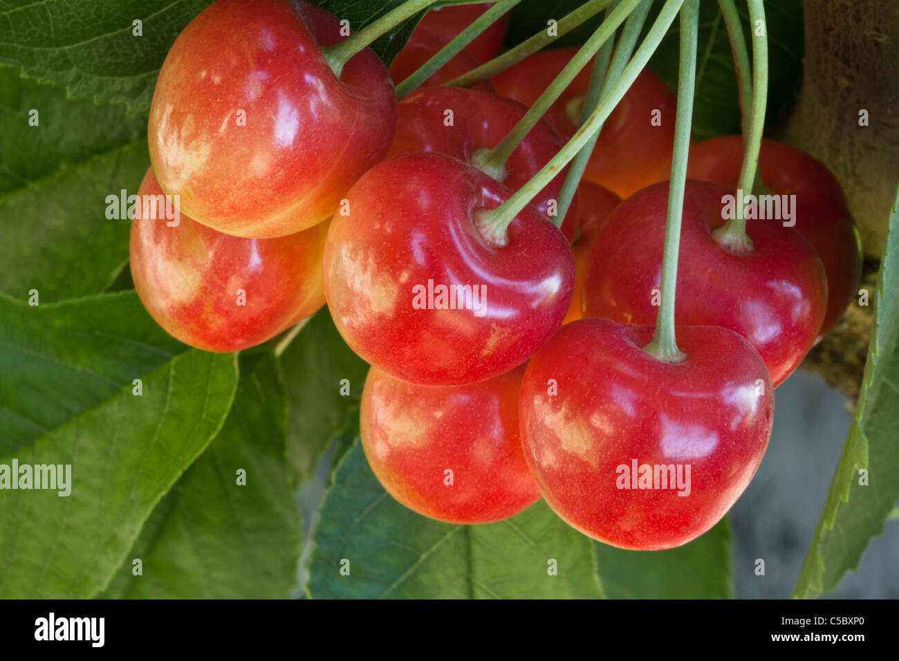 Rainier cherry tree hi-res stock photography and images - Alamy