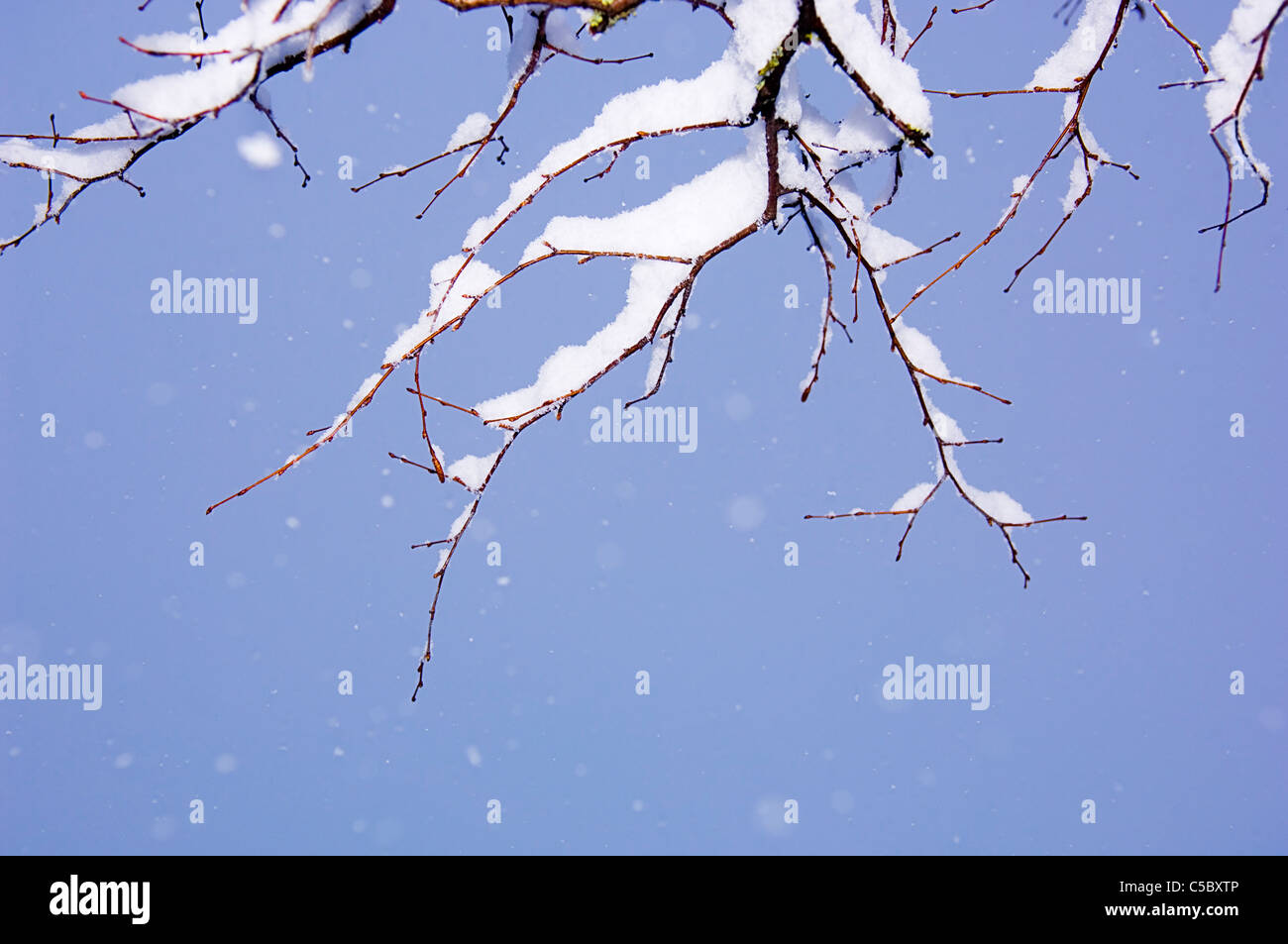 Falling snow up close hi-res stock photography and images - Alamy