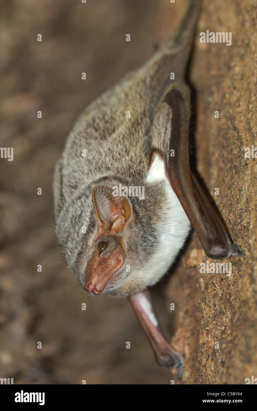 Mauritian Tomb Bat (Taphozous mauritianus) in the forest of ...