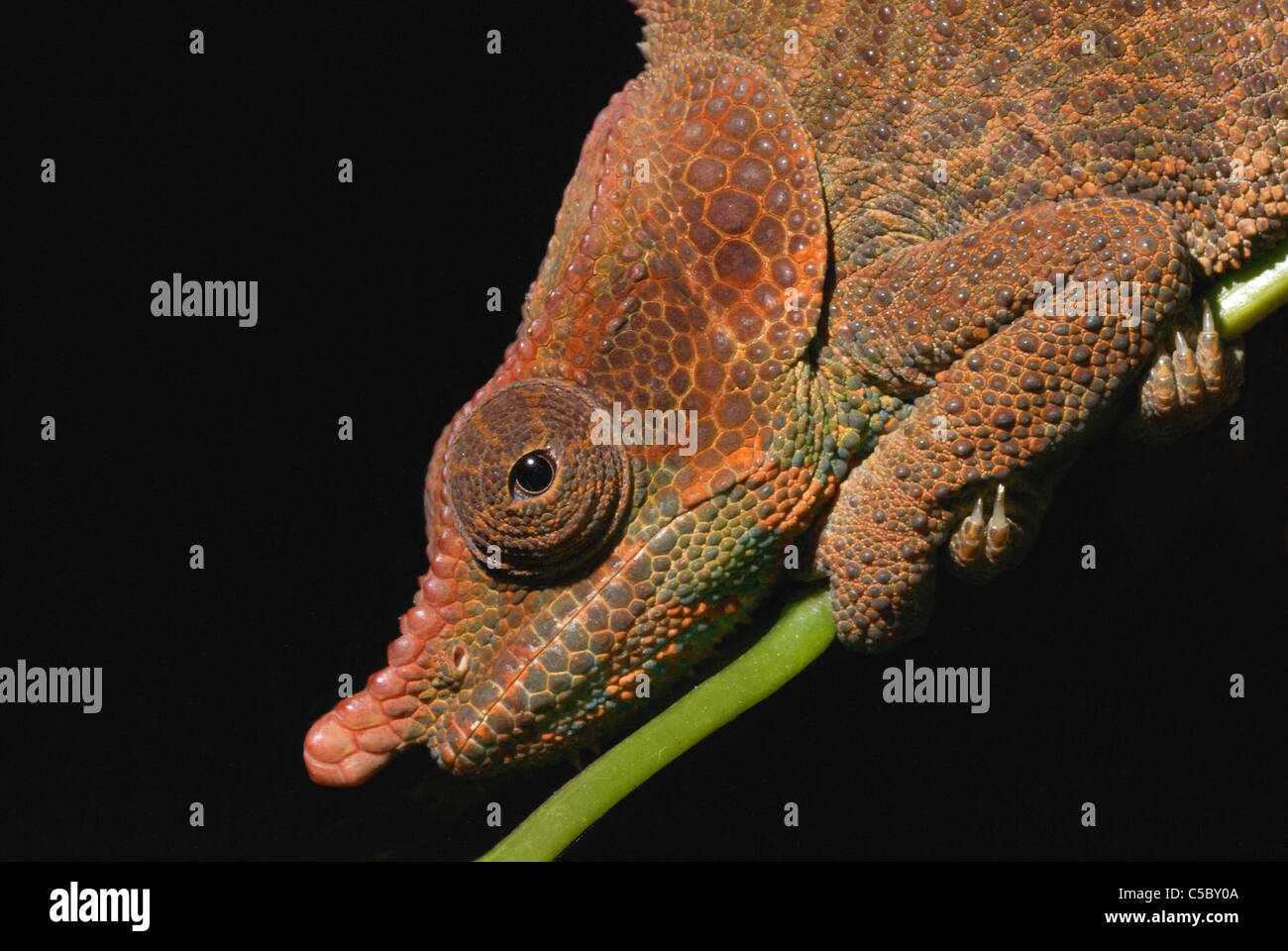Male Cryptic Chameleon (Calumma crypticum) in the primary rainforest of ...