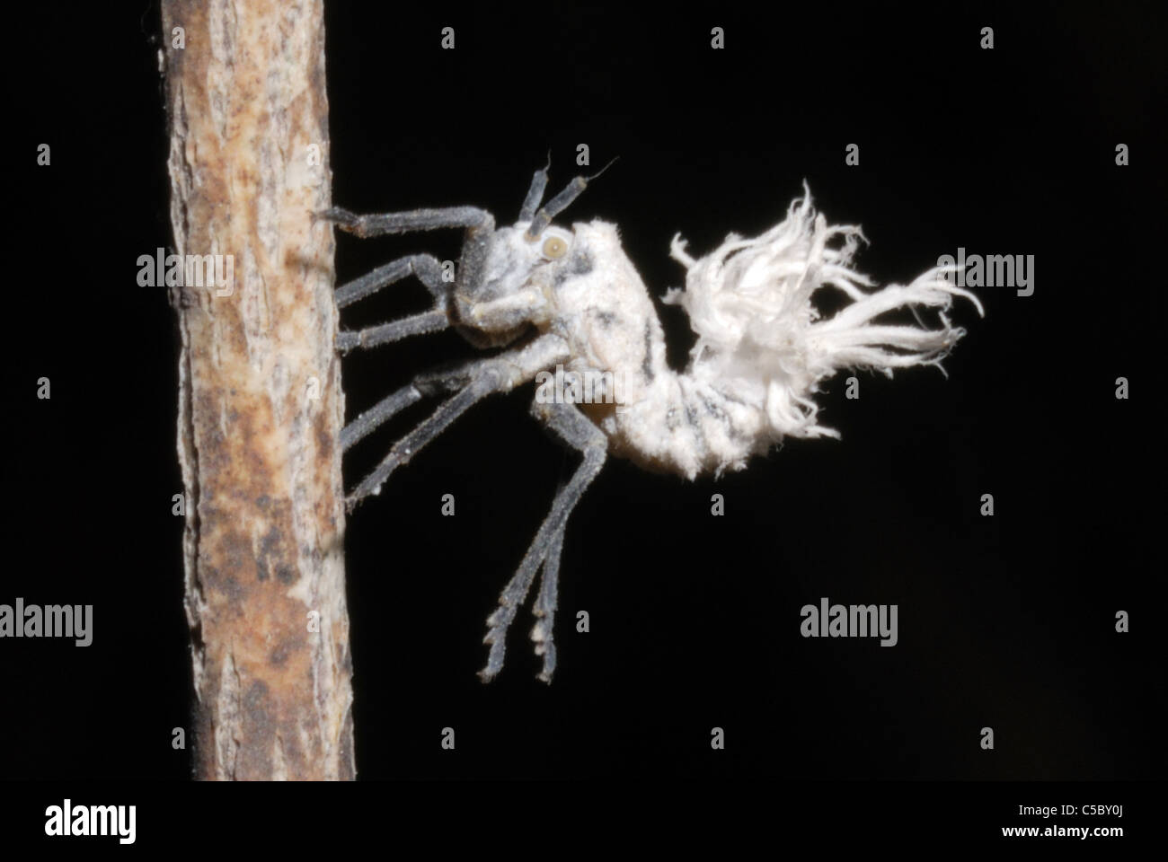 Flatid Bug larva (Flatidae sp.) in Isalo National Park, Madagascar ...