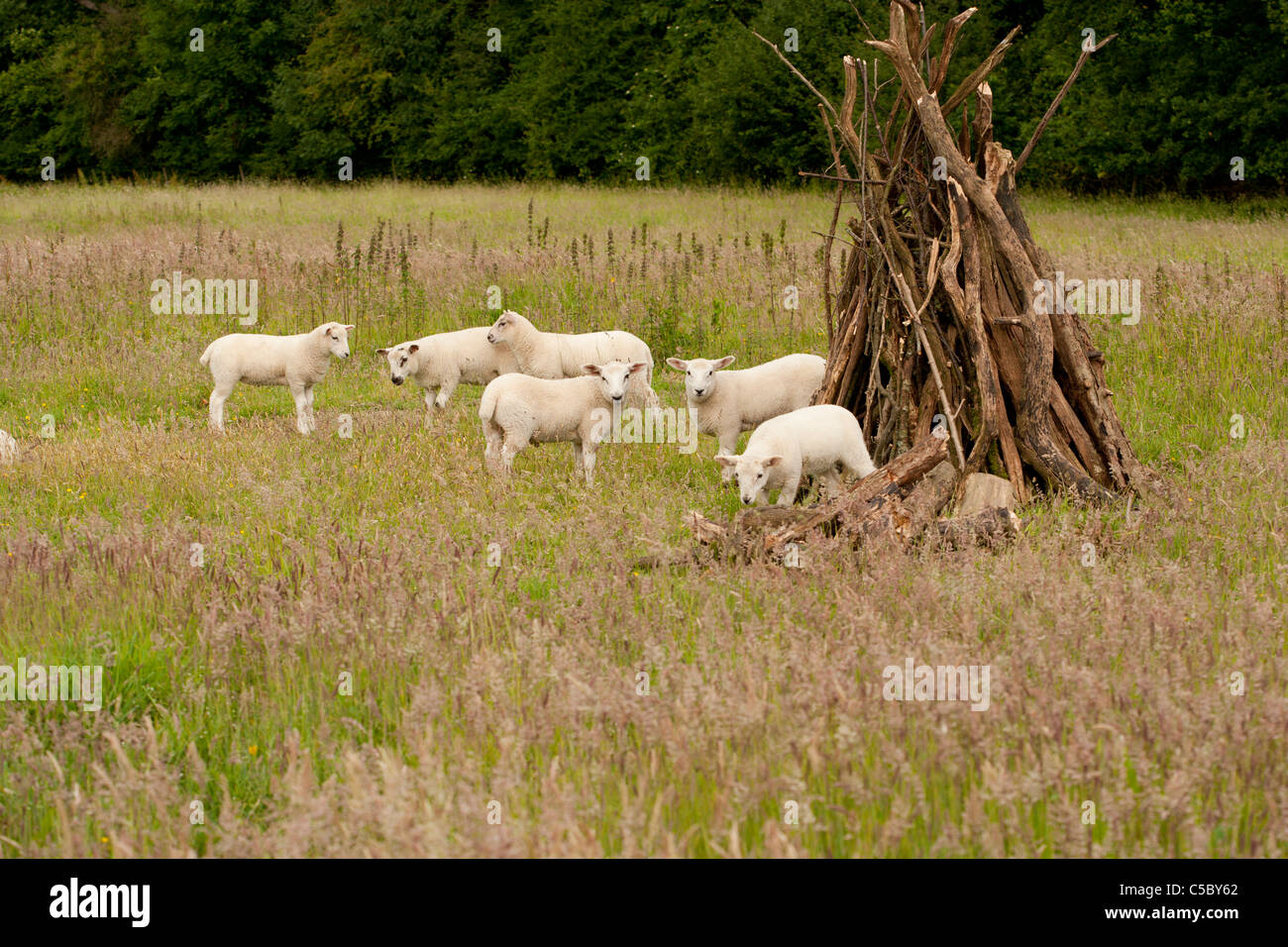 Lambs at play hi-res stock photography and images - Alamy