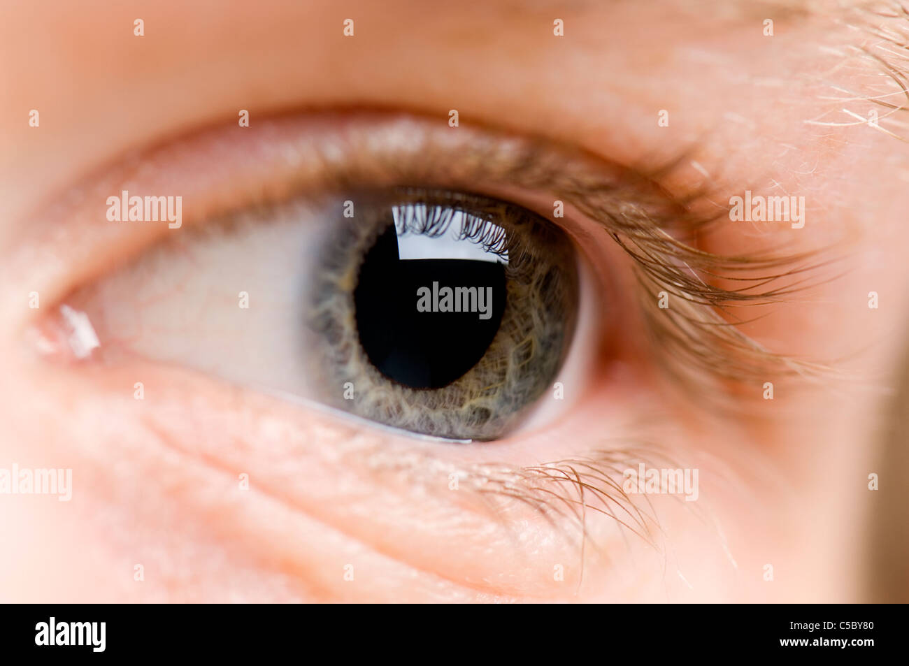 Detail shot of a human gray eye and lashes Stock Photo - Alamy