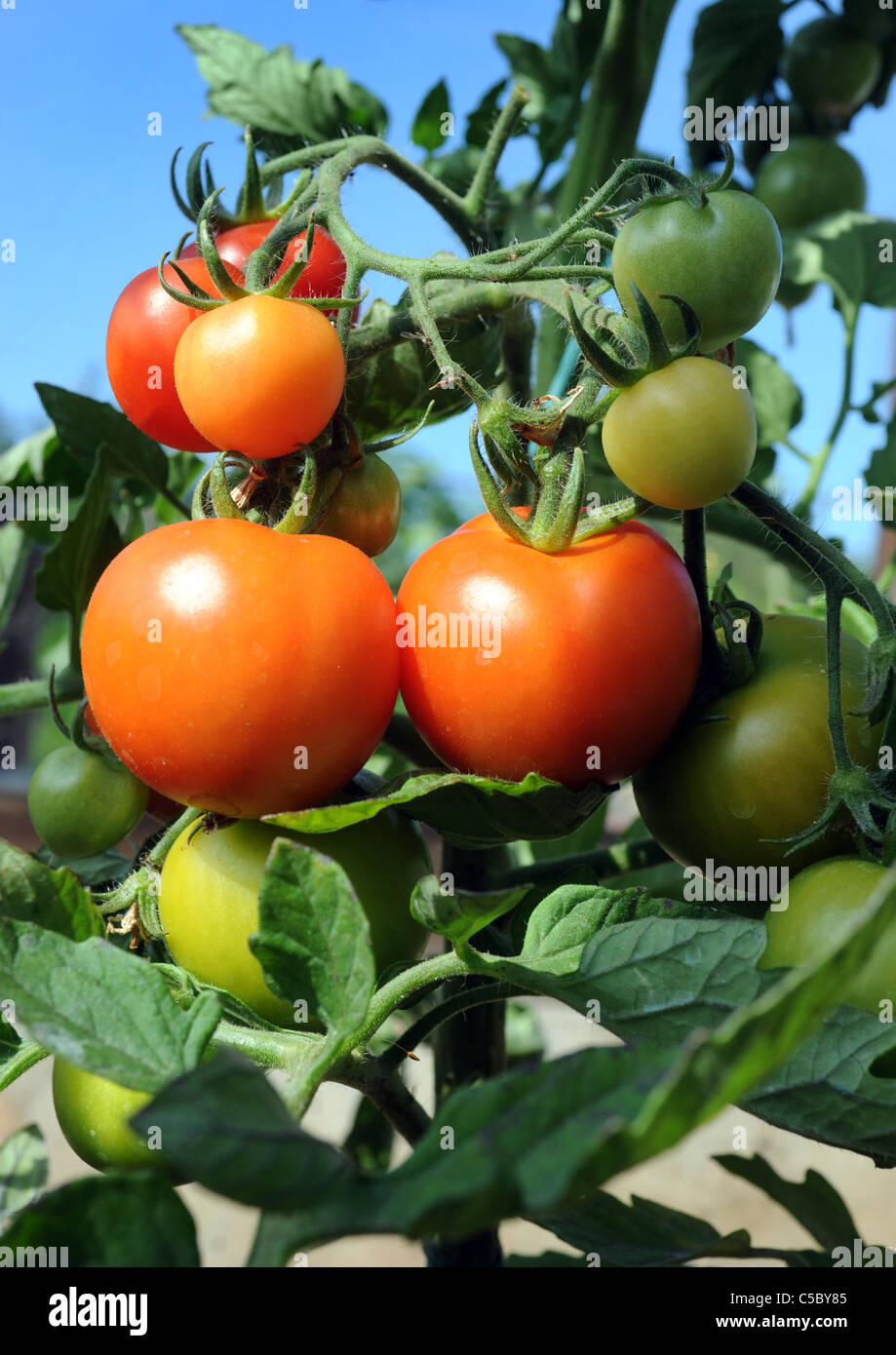 RIPE AND RIPENING BRITISH TOMATOES GROWING IN GREENHOUSE WITH BLUE SKY ...