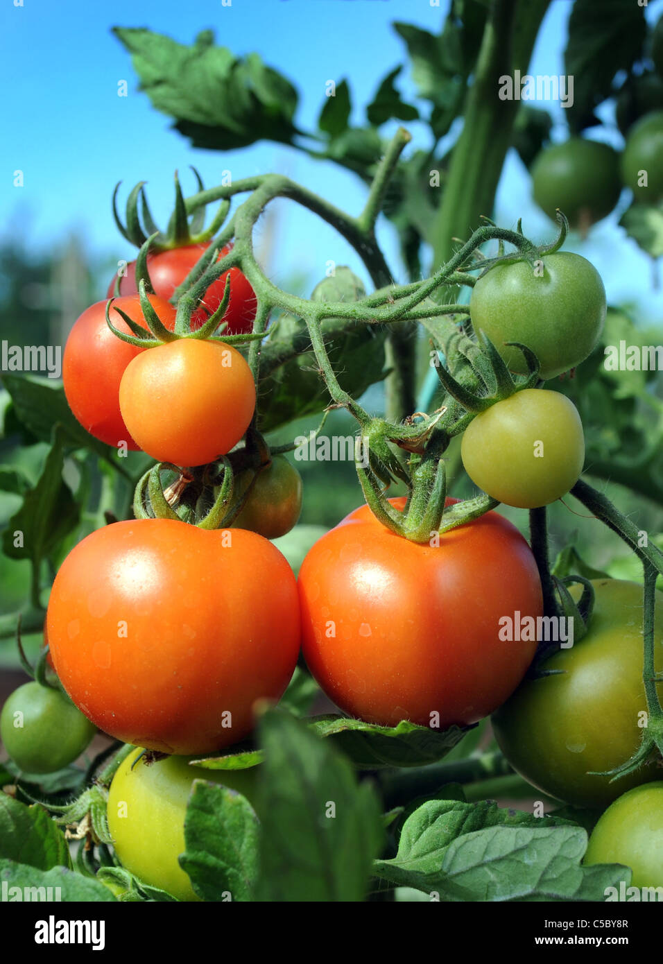 Tomato Farm Uk High Resolution Stock Photography and Images - Alamy
