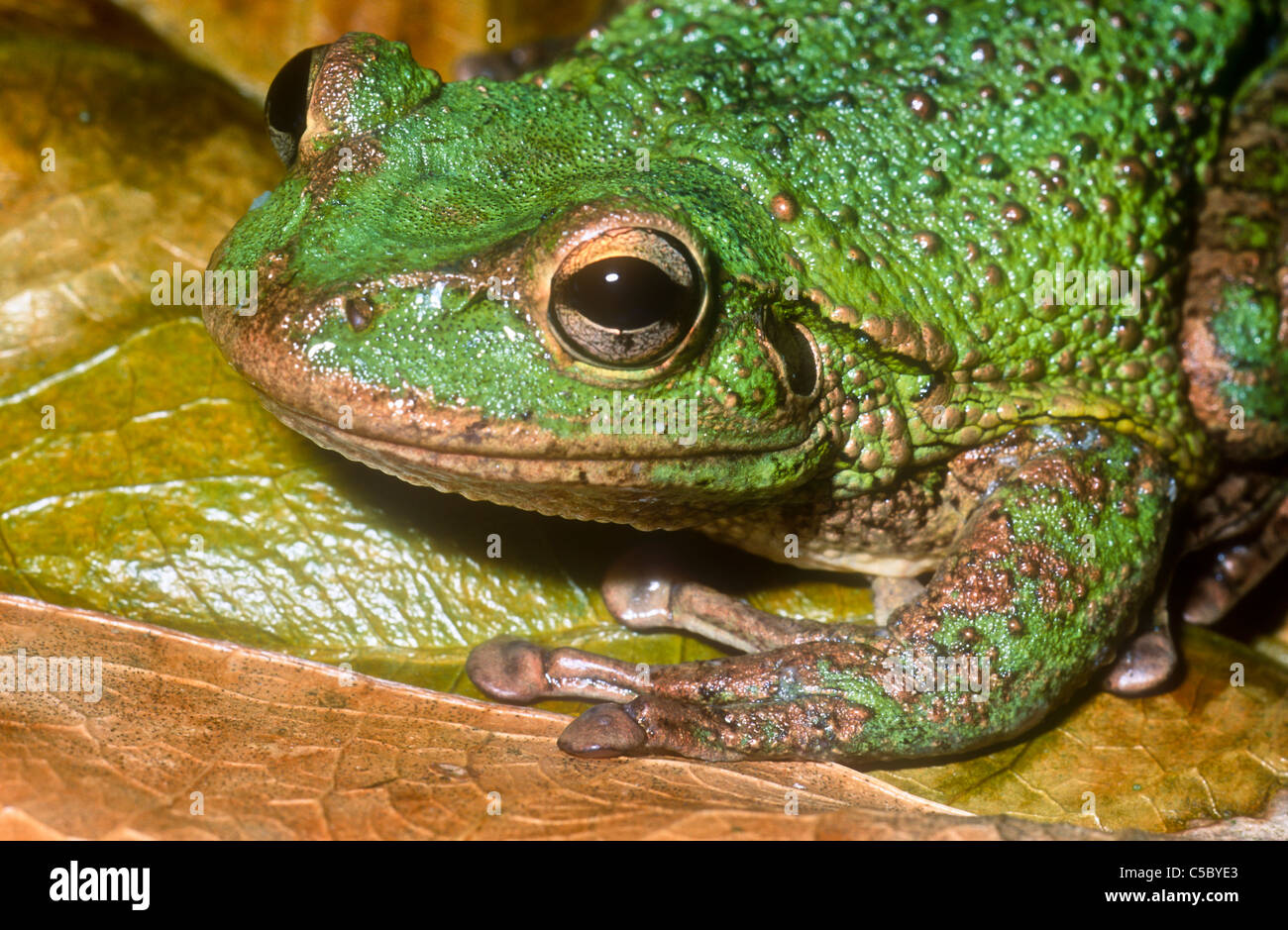 Cuban tree frog (green form) Osteopilus septentrionalis, Soroa, Cuba ...