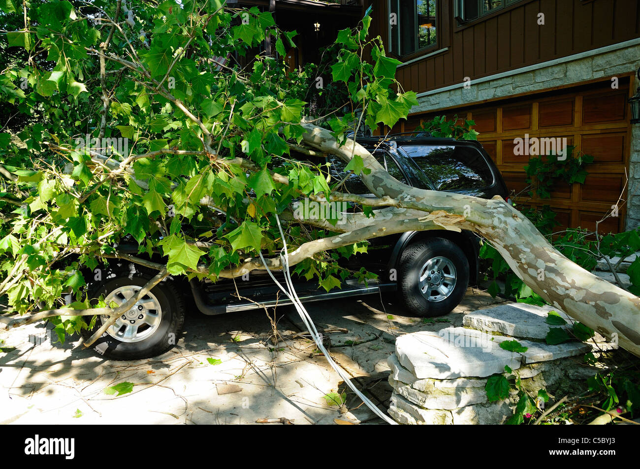 Storm damaged vehicle with downed tree crushing the roof Stock Photo ...