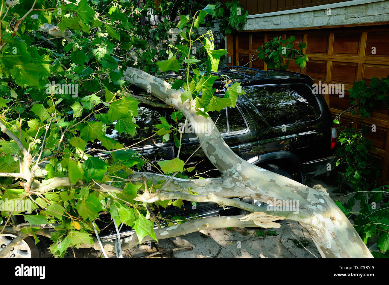 Storm damaged vehicle with downed tree crushing the roof Stock Photo ...