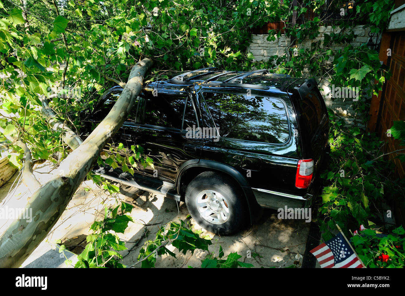 Storm damaged vehicle with downed tree crushing the roof Stock Photo ...