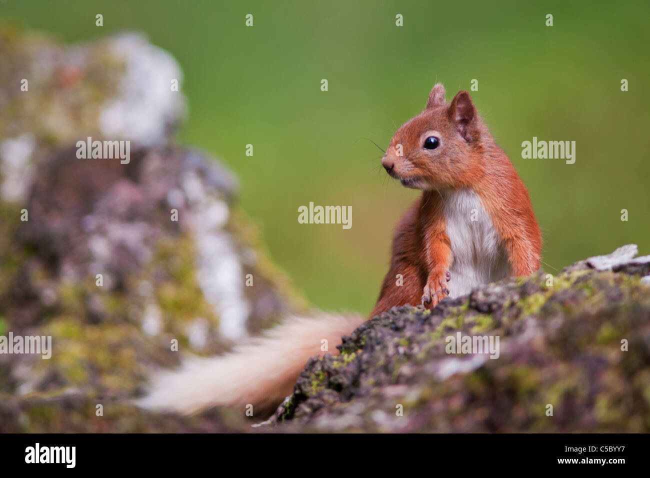 Squirrels scotland hi-res stock photography and images - Alamy