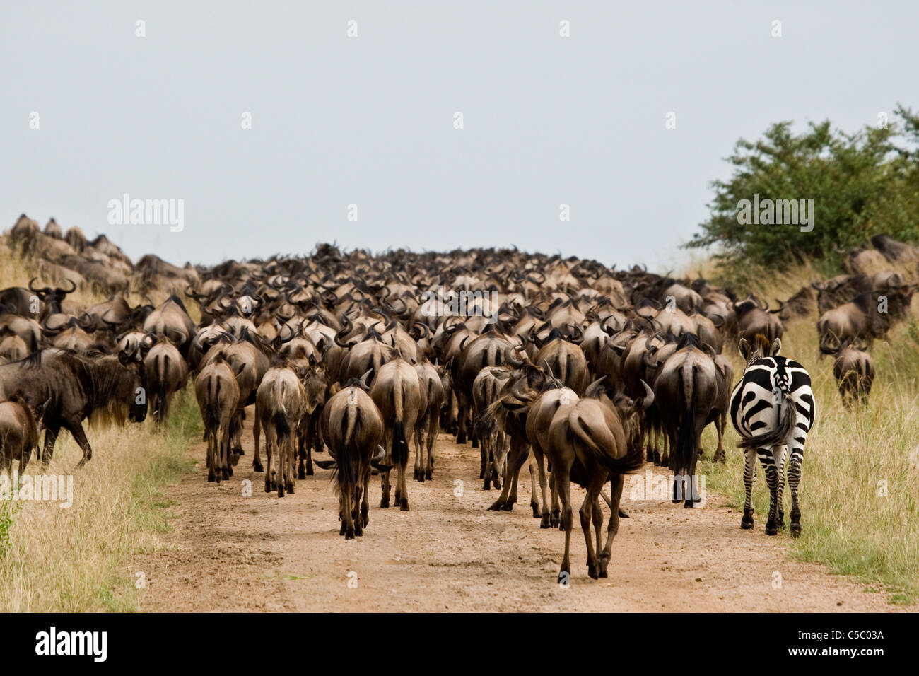 zebra and wildebeest migration ime in masai mara ,Kenya Stock Photo - Alamy