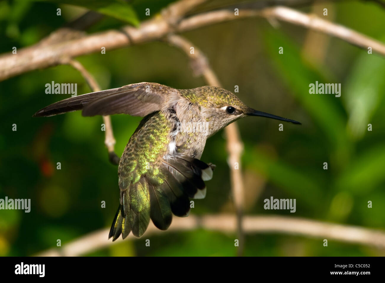 A female hummingbird stretches her body Stock Photo - Alamy