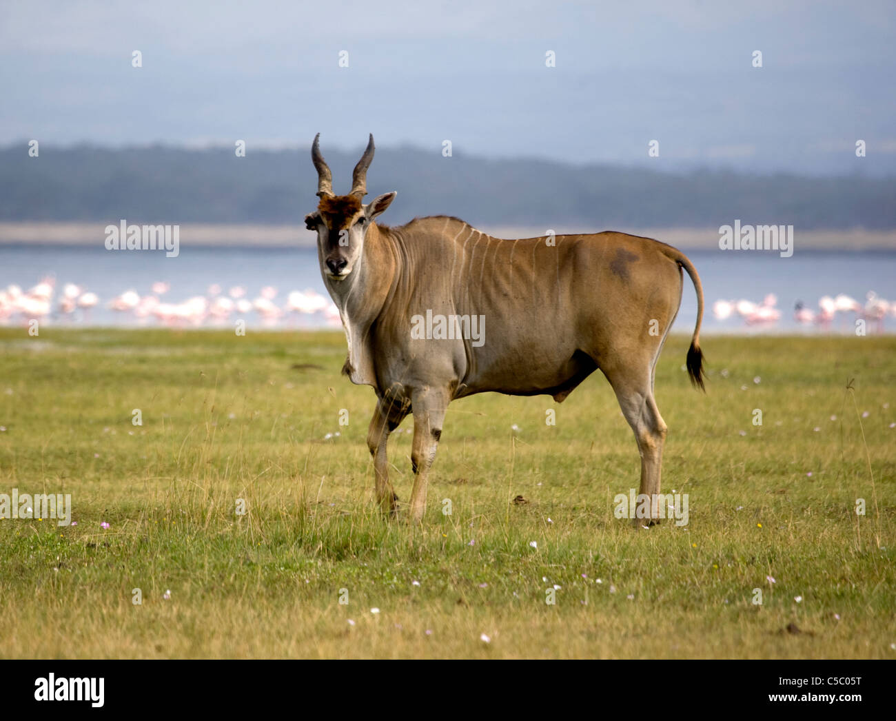 East african eland hi-res stock photography and images - Alamy