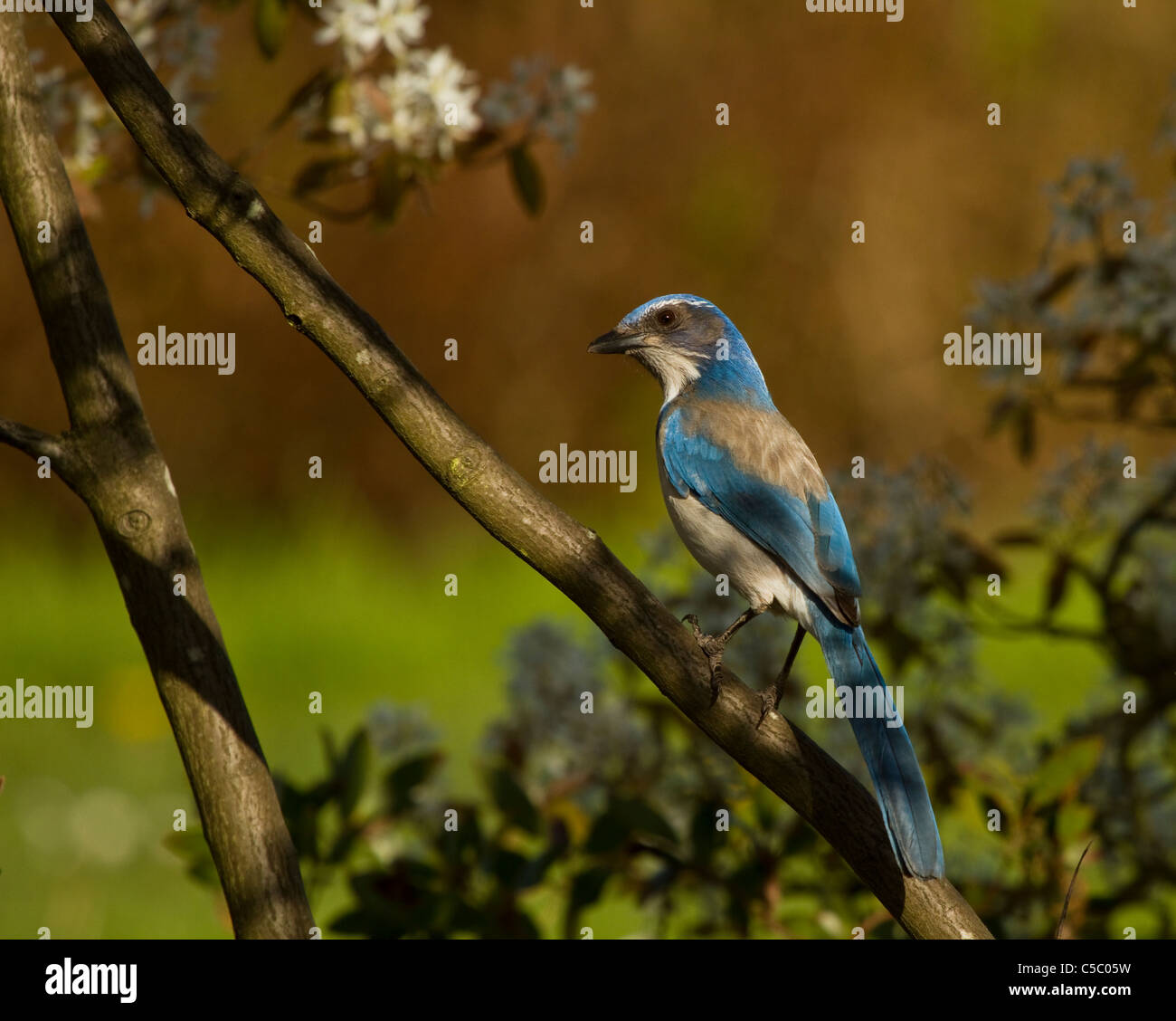 Scrub forests hi-res stock photography and images - Alamy