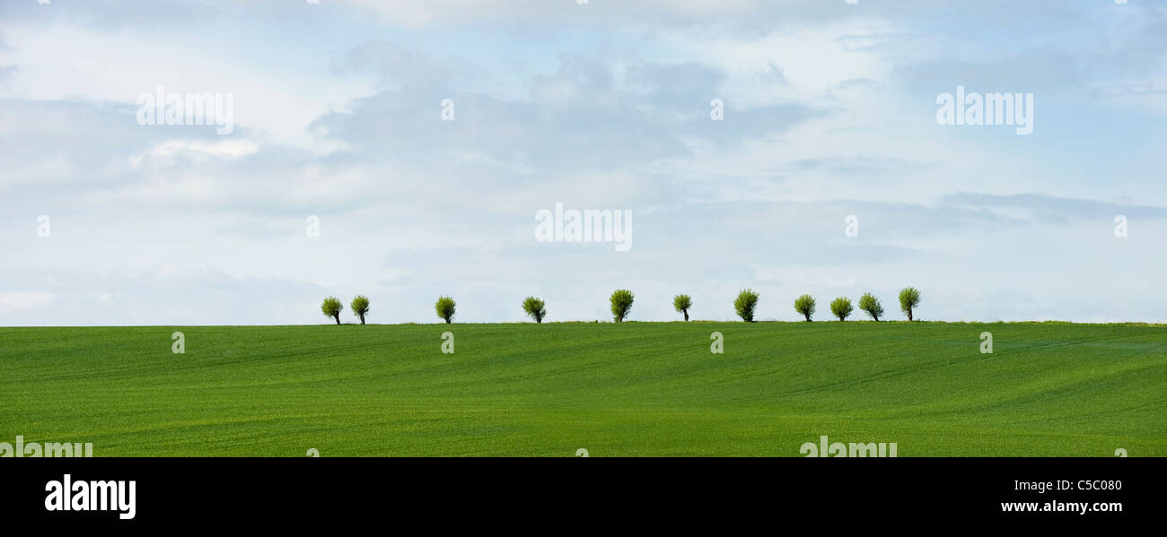 Row of willows hi-res stock photography and images - Alamy
