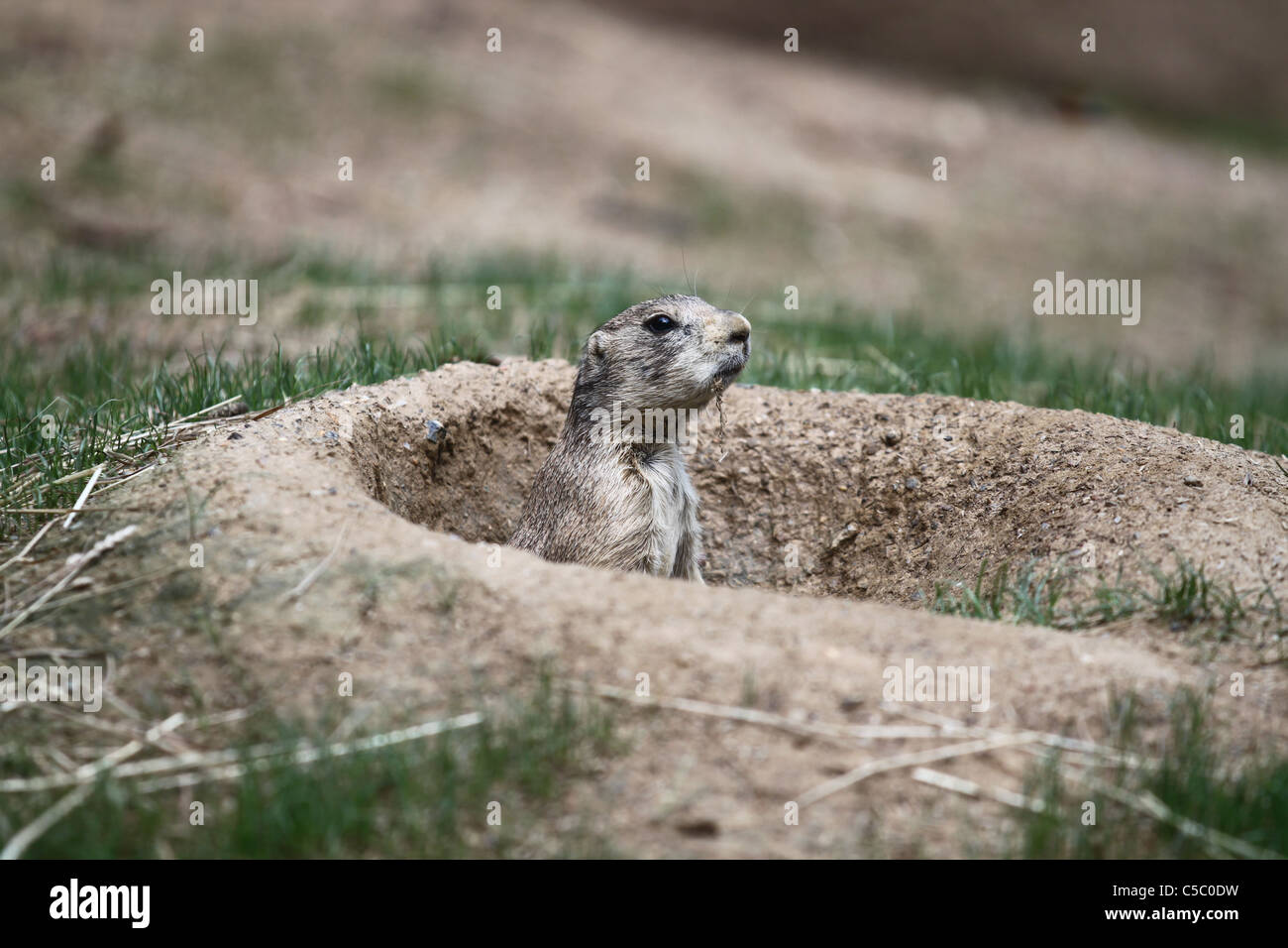 Prairie dog blurred outdoors background Stock Photo - Alamy
