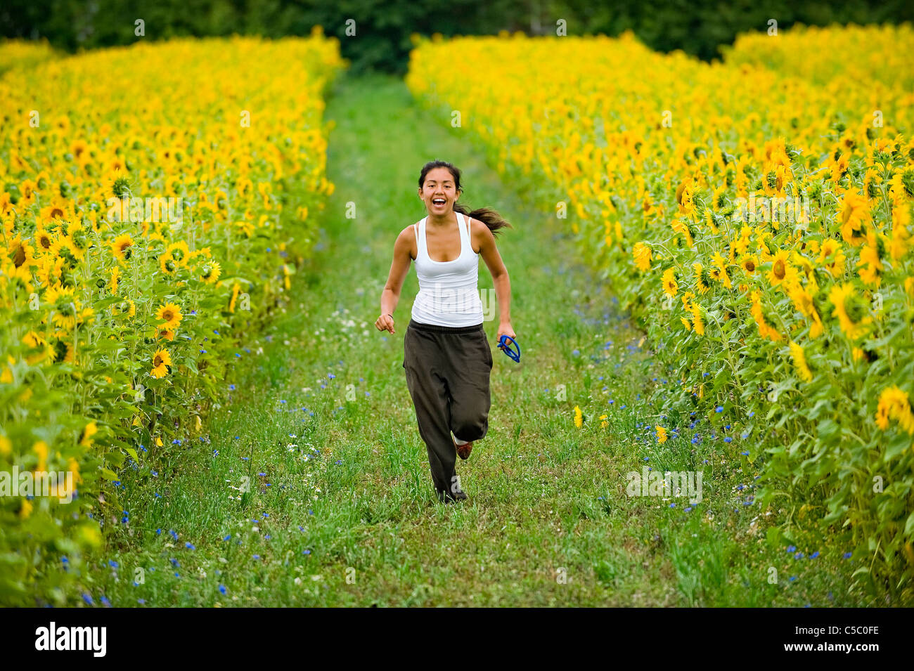 Swedish Sunflower High Resolution Stock Photography and Images - Alamy