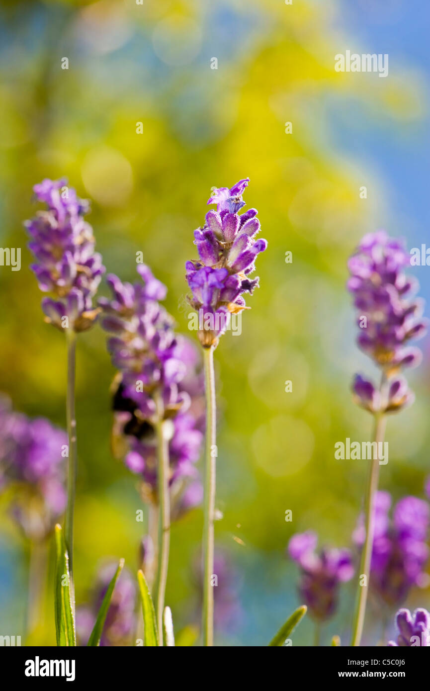 Lavandula officialis hi-res stock photography and images - Alamy