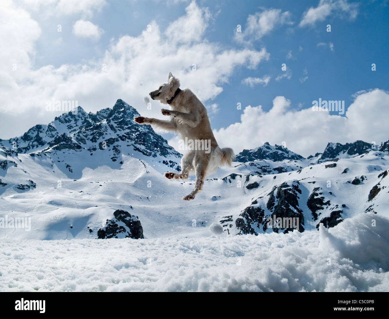 Side view dog hi-res stock photography and images - Alamy