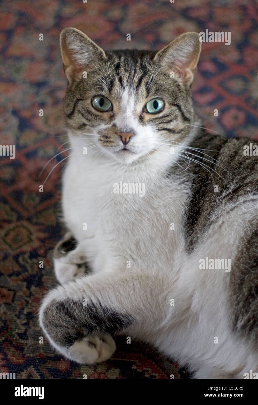 Turquoise markings hi-res stock photography and images - Alamy