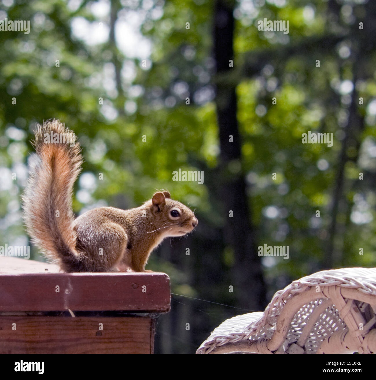 Squirrel stands hi-res stock photography and images - Alamy