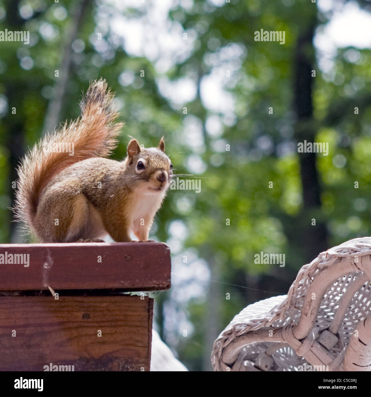 Wisconsin red squirrel hi-res stock photography and images - Alamy