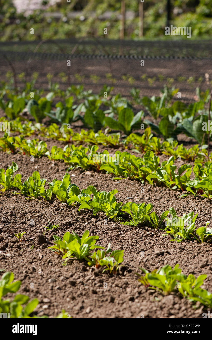 Row of Leaf Beet Beet ‘Swiss Chard’, Beta vulgaris growing with Leaf ...