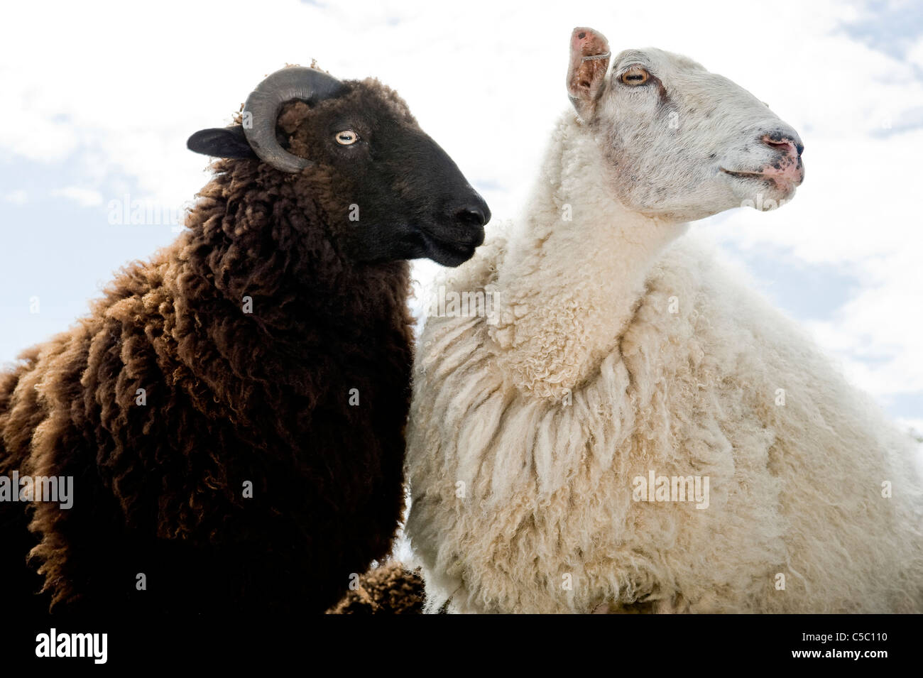 Black And White Sheep High Resolution Stock Photography and Images - Alamy