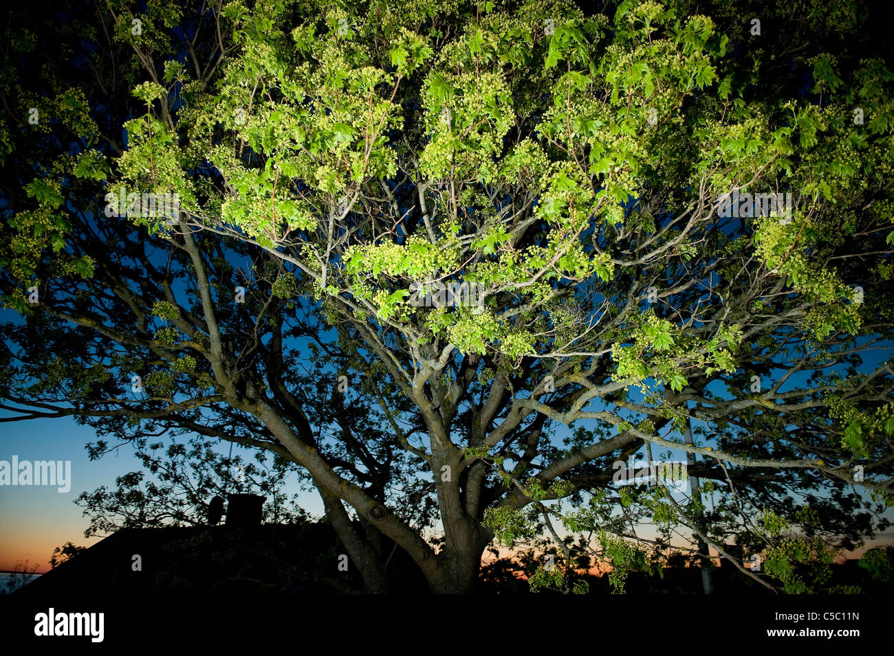 Close up maple leafs hi-res stock photography and images - Alamy