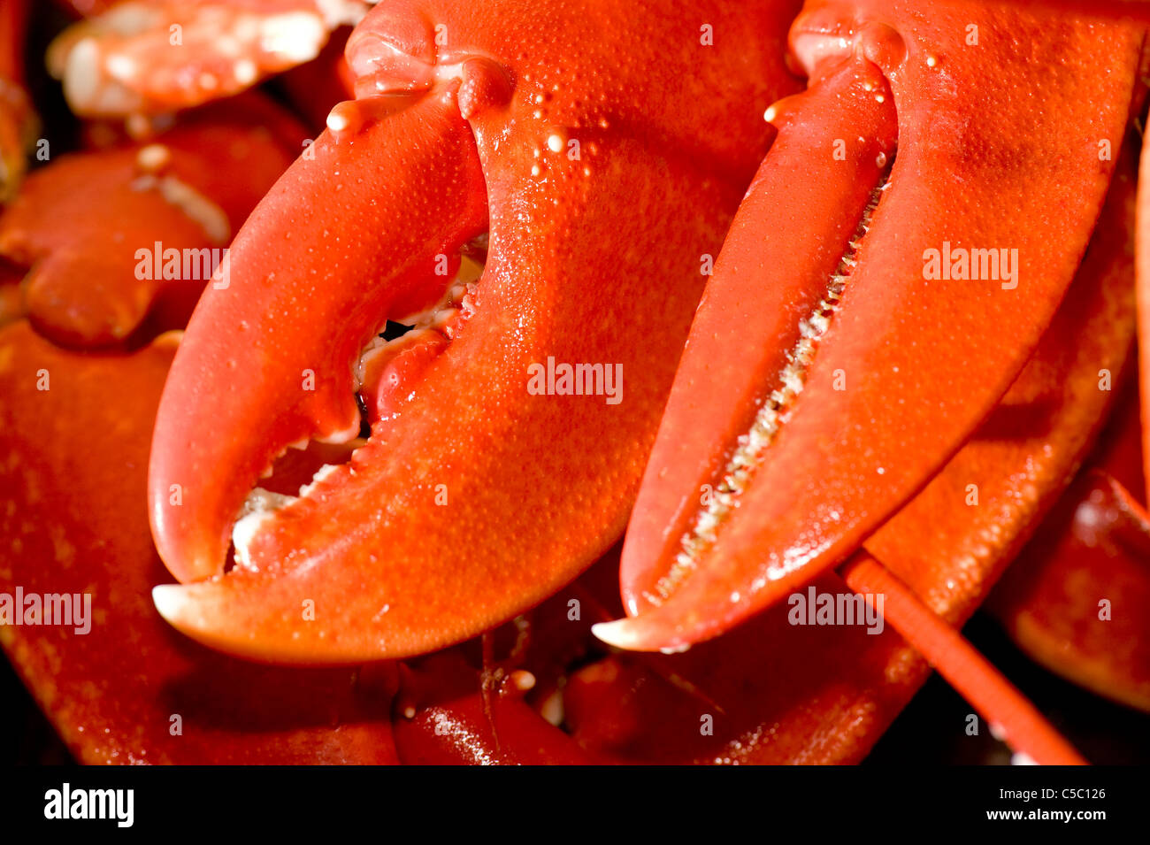 Orange Claws High Resolution Stock Photography and Images - Alamy