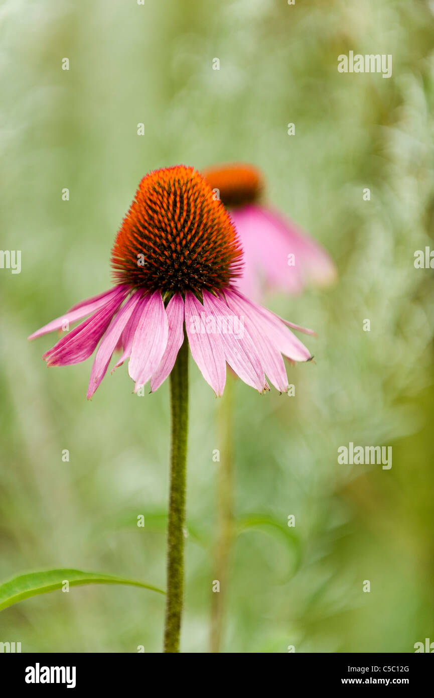 Echinacea Purpurea High Resolution Stock Photography and Images - Alamy