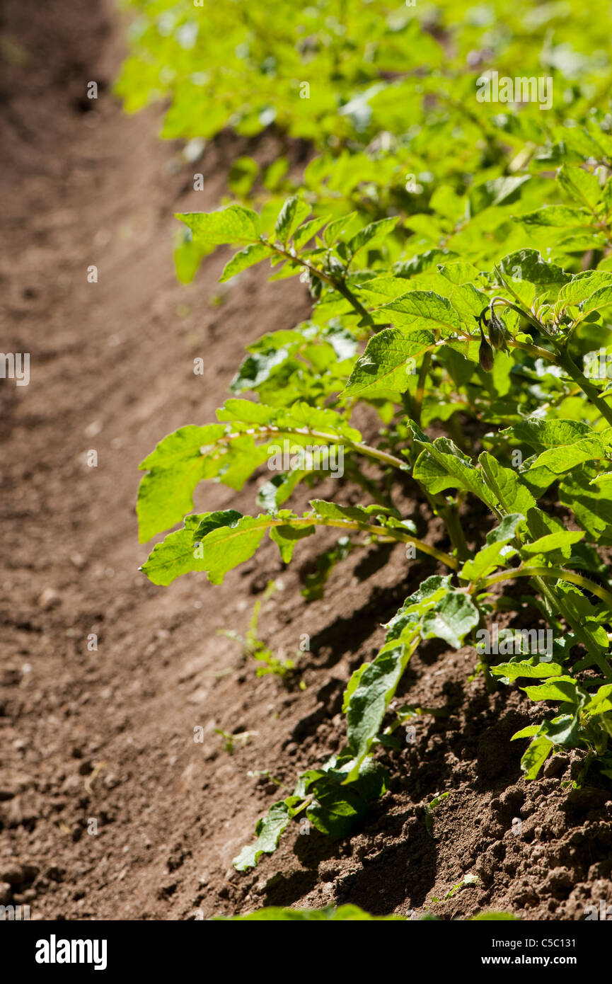 Lord rosebery hi-res stock photography and images - Alamy