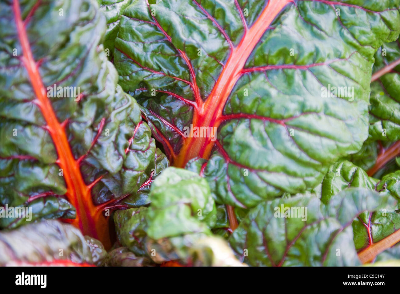 Perpetual swiss chard hi-res stock photography and images - Alamy
