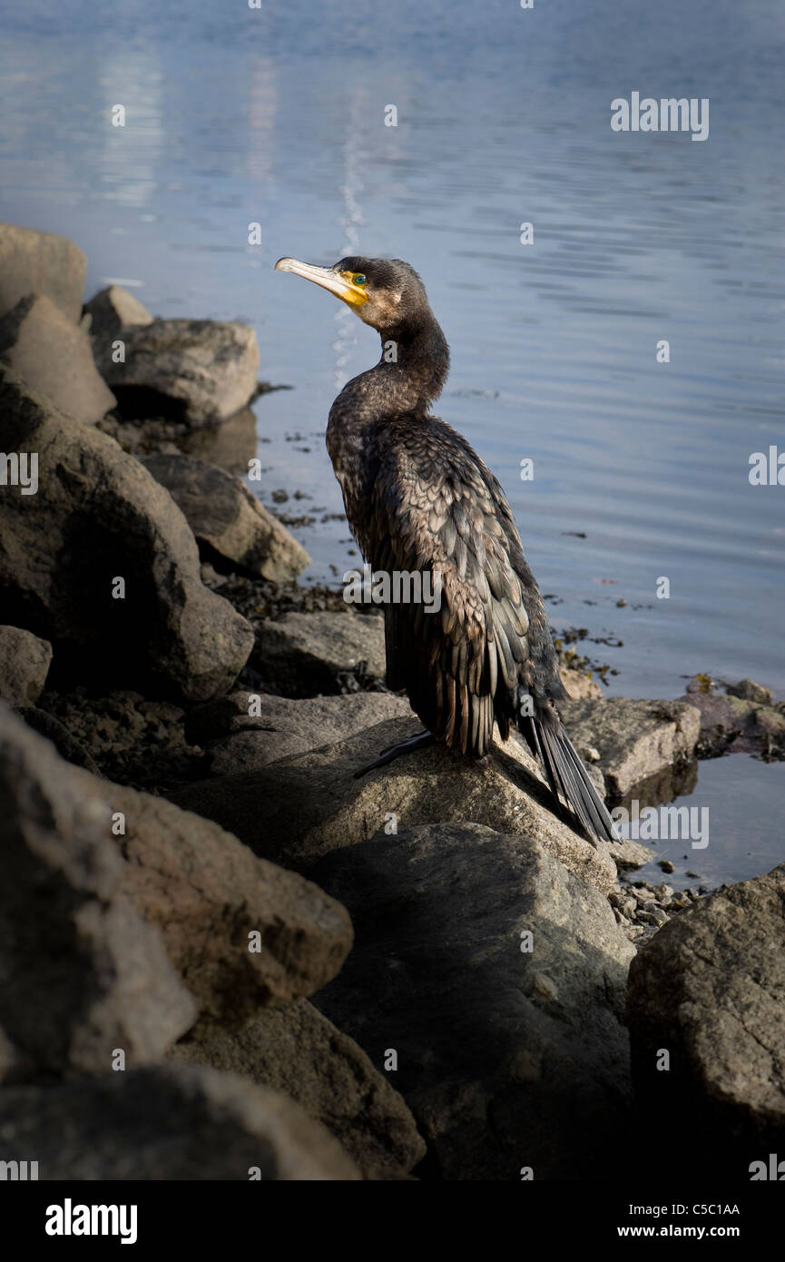 Cormorant on the beach hi-res stock photography and images - Alamy