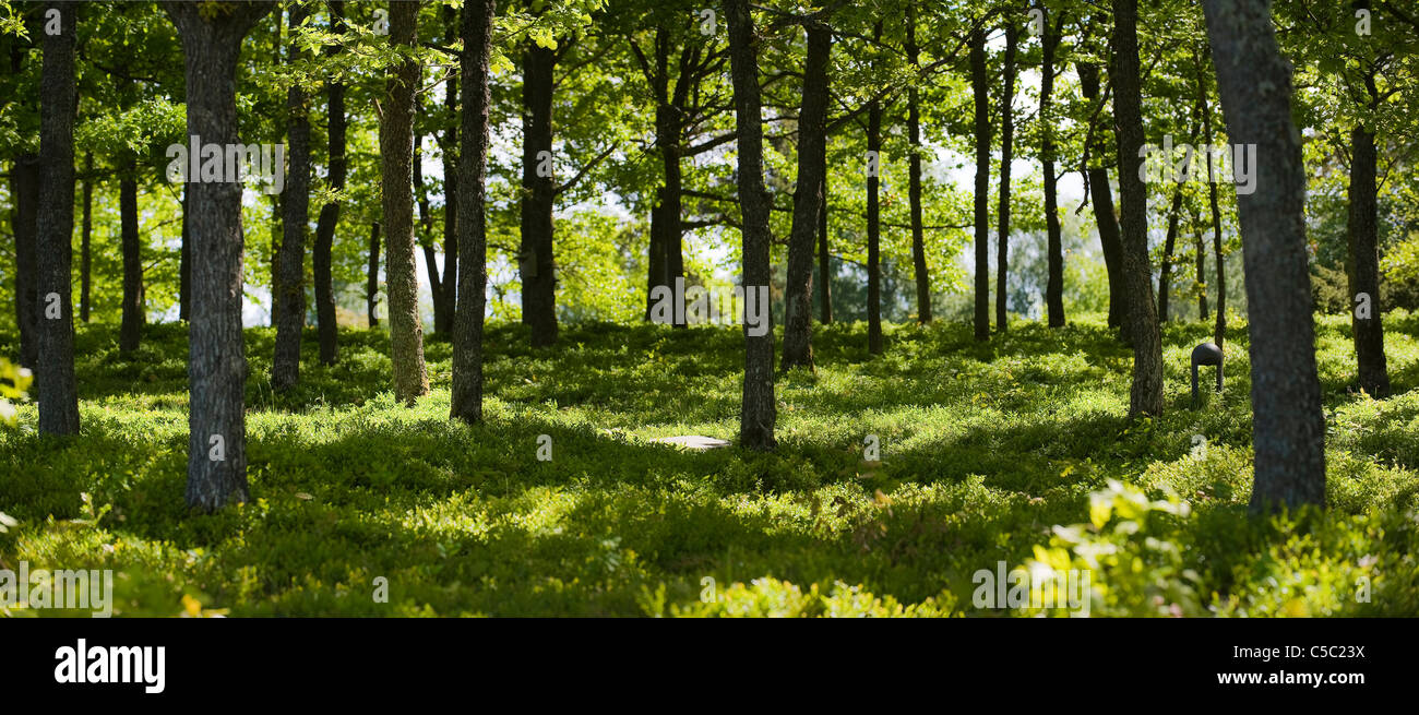 Forest oak trees hi-res stock photography and images - Alamy