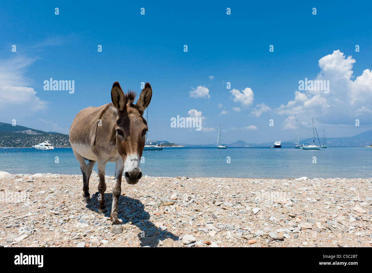 Donkey sea animal hi-res stock photography and images - Alamy