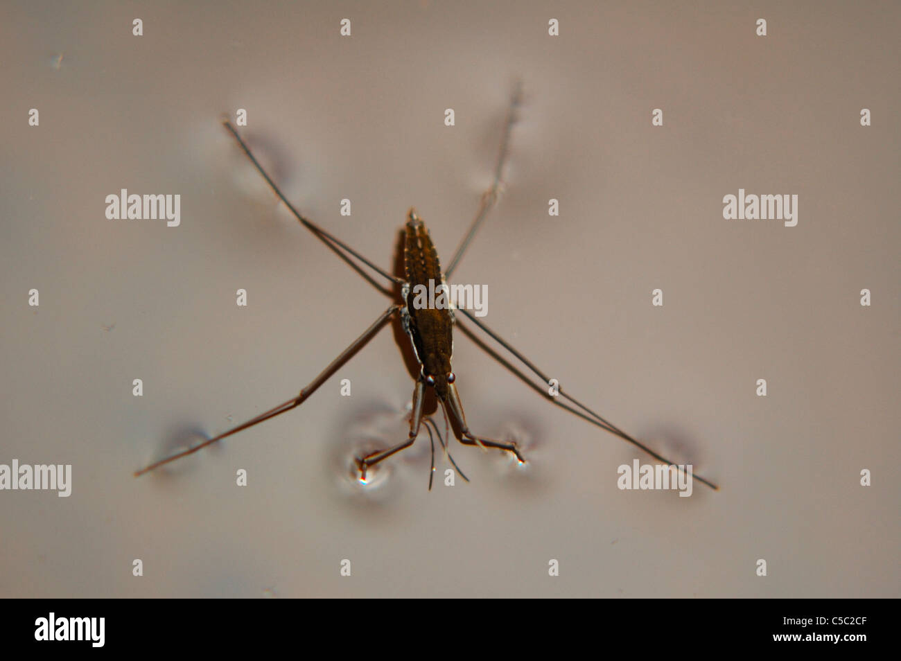 common water strider sitting atop the water Stock Photo - Alamy