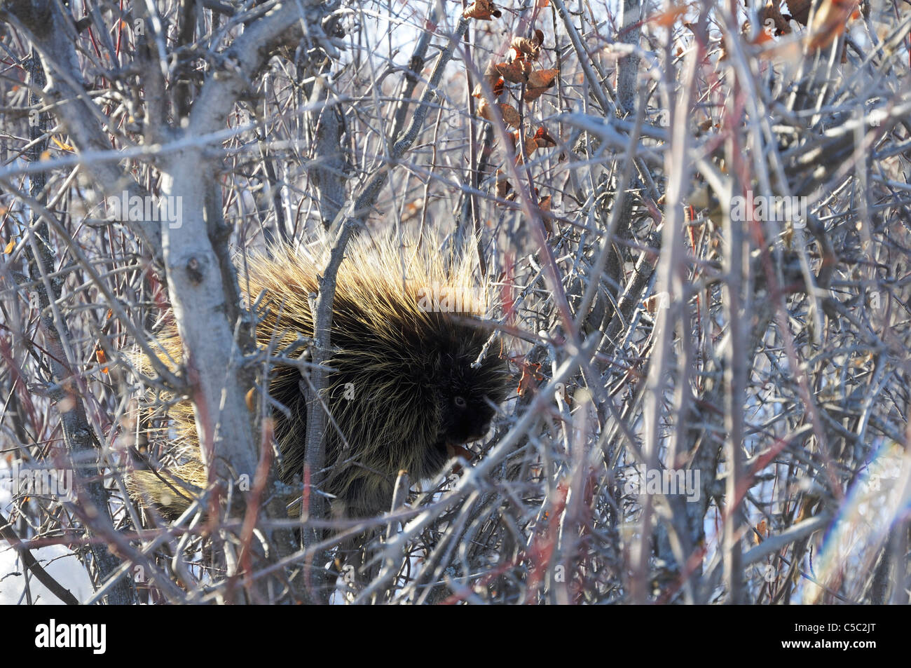 A porcupine sits in a low lying tree slowly eating the bark off it's ...